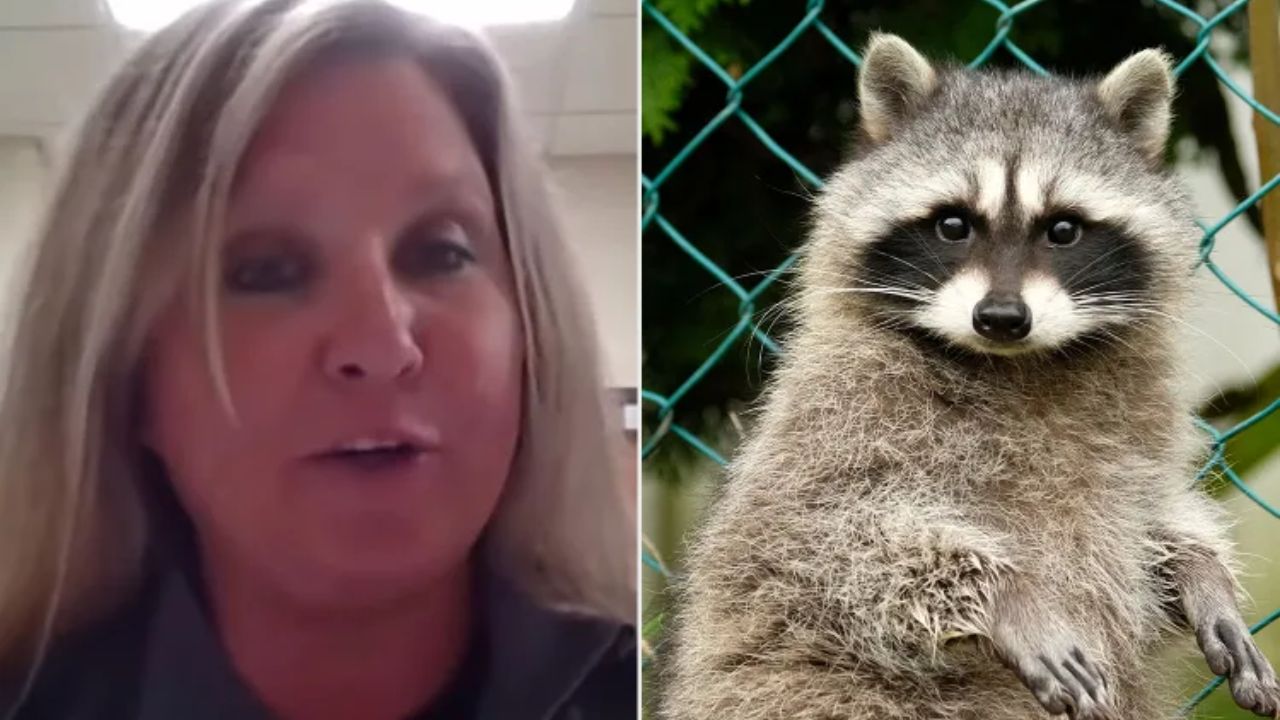 Kentucky Nurse Performs Life-Saving CPR on Drunken Raccoon After Eating ...