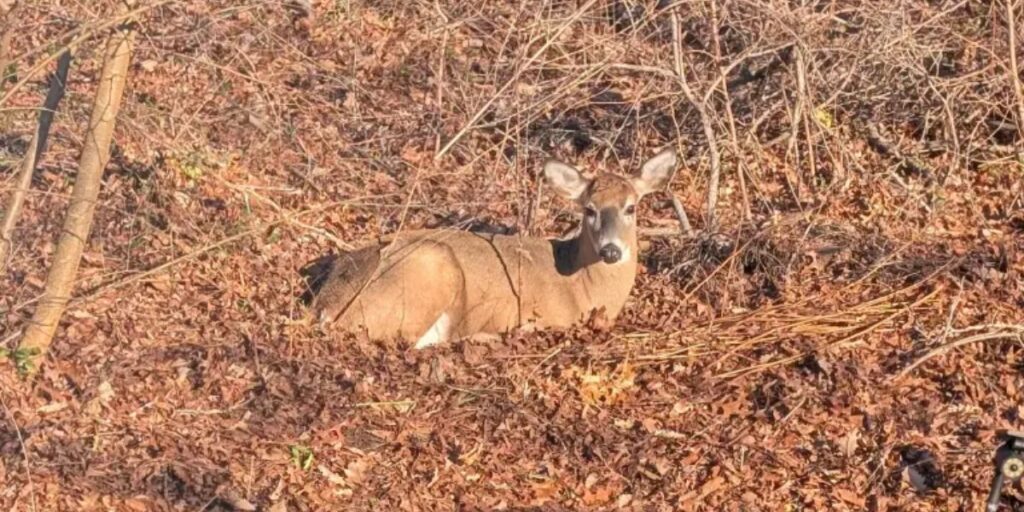 Rampaging Deer Damages Cars, Homes, and Fences During Three-Day ...